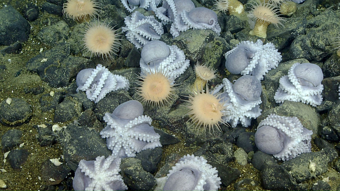 Let’s learn about octopuses