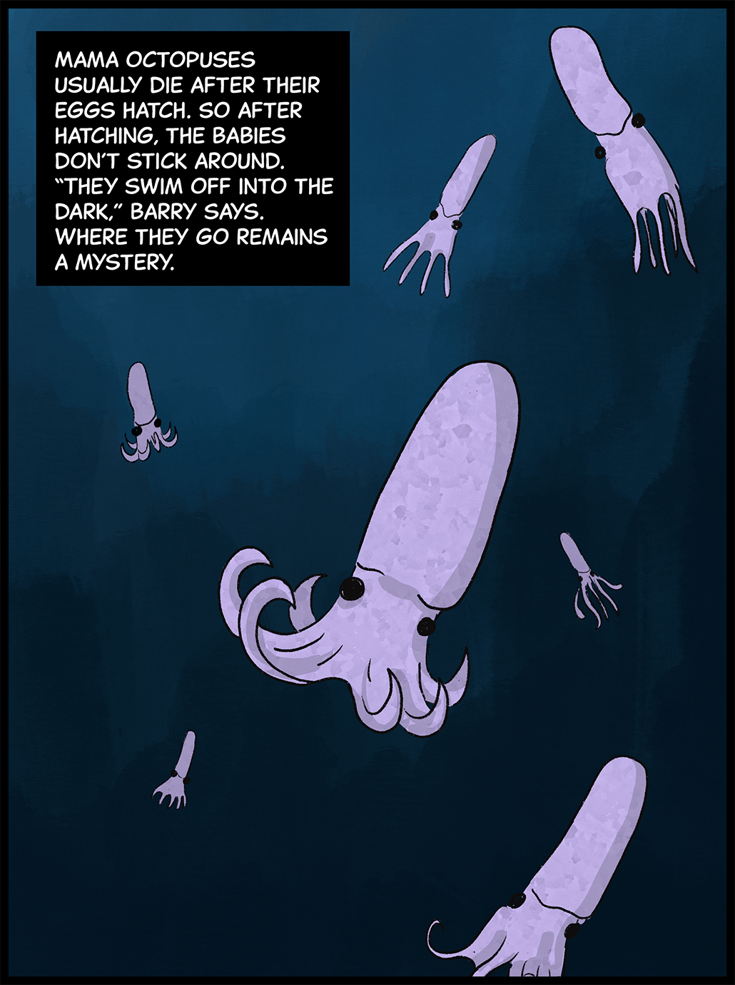 Here’s why thousands of octopuses gather at the ‘Octopus Garden’