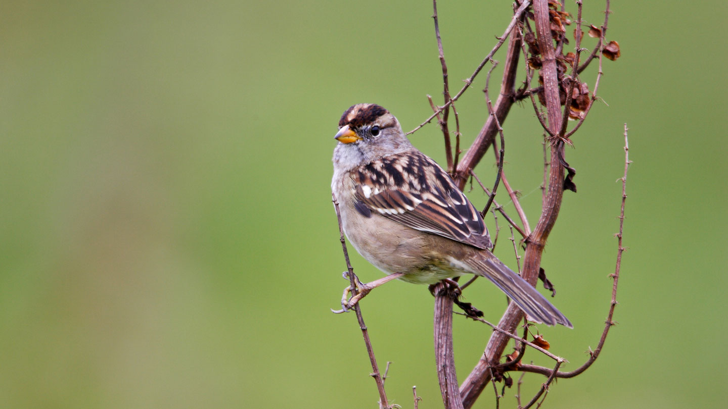 Experiment: Are we there yet? Test how migratory birds navigate