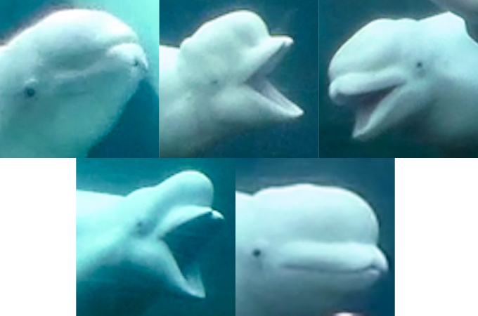 Belugas can warp and wiggle their forehead fat like Jell-O