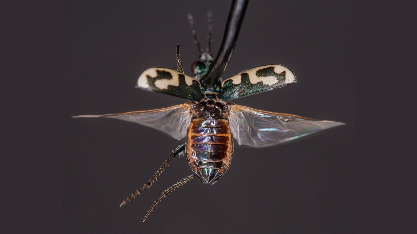 Tiger beetles weaponize sound to ward off bat predators
