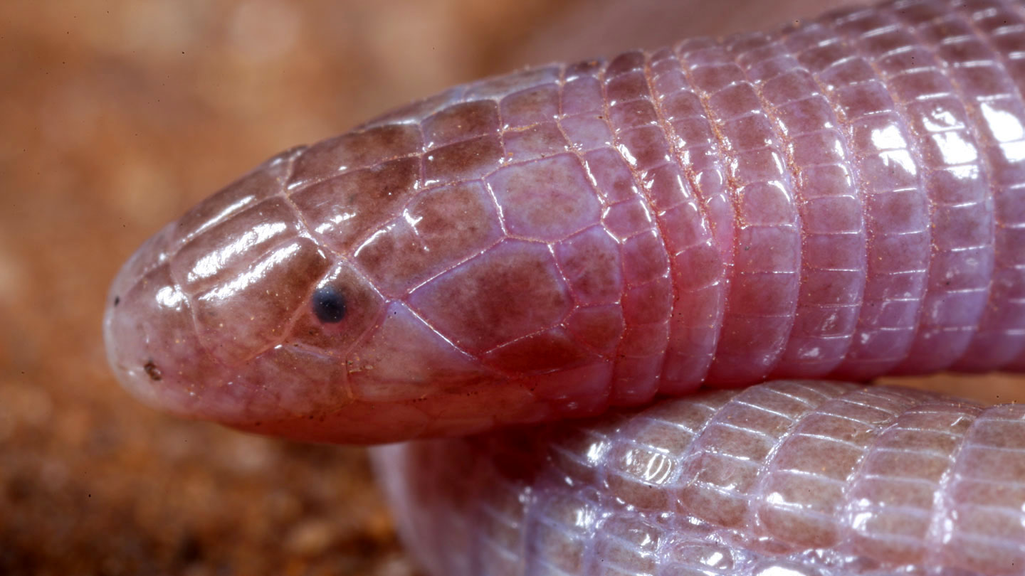 Elusive worm-lizards sport weird, spooky skulls