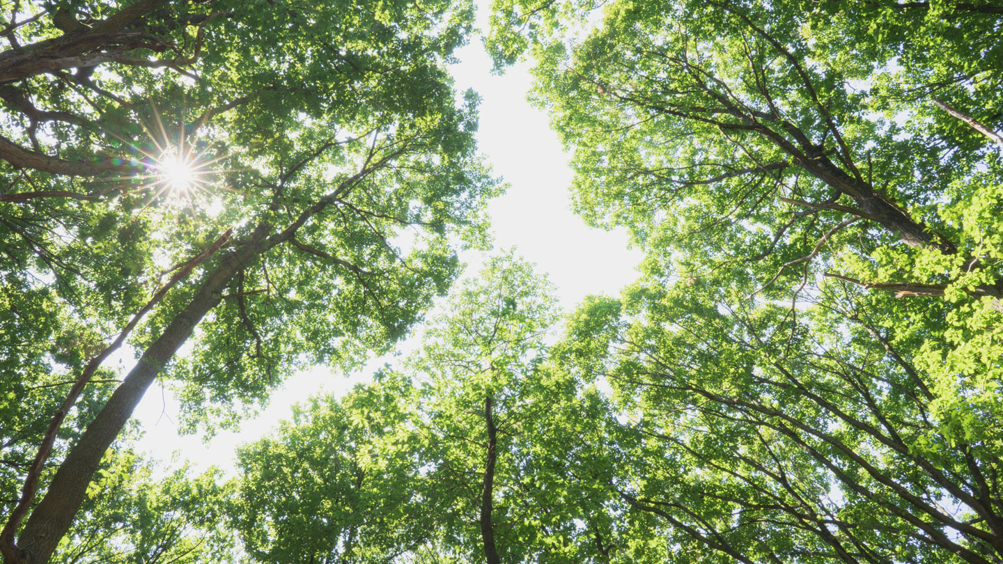 Let’s learn about photosynthesis