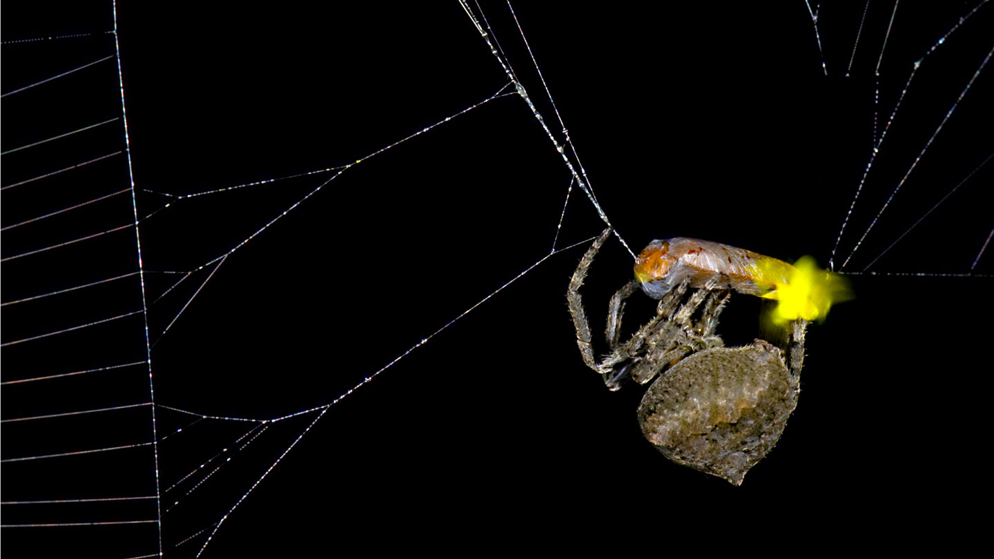 This spider traps flashy fireflies as bait to catch related prey