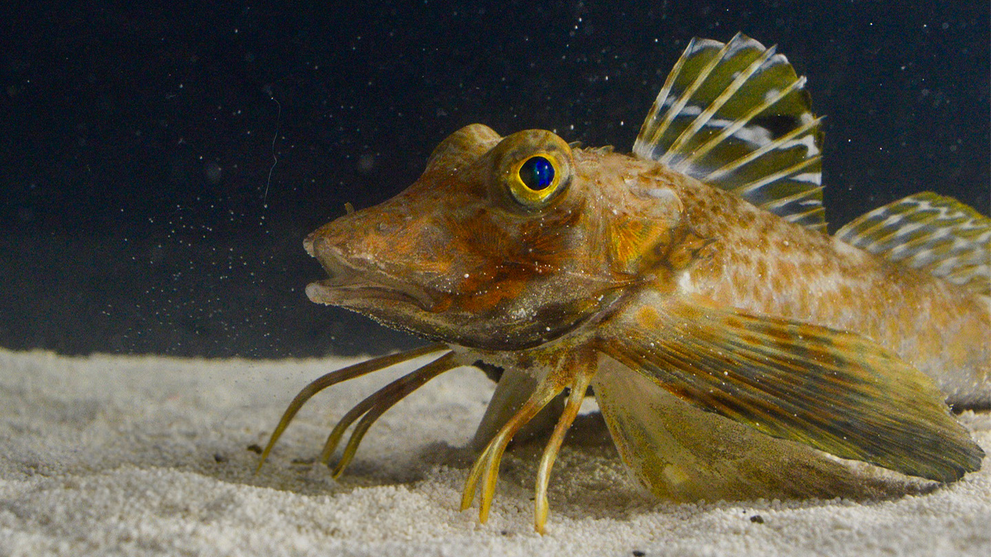 This sea robin is a fish that can taste with its legs