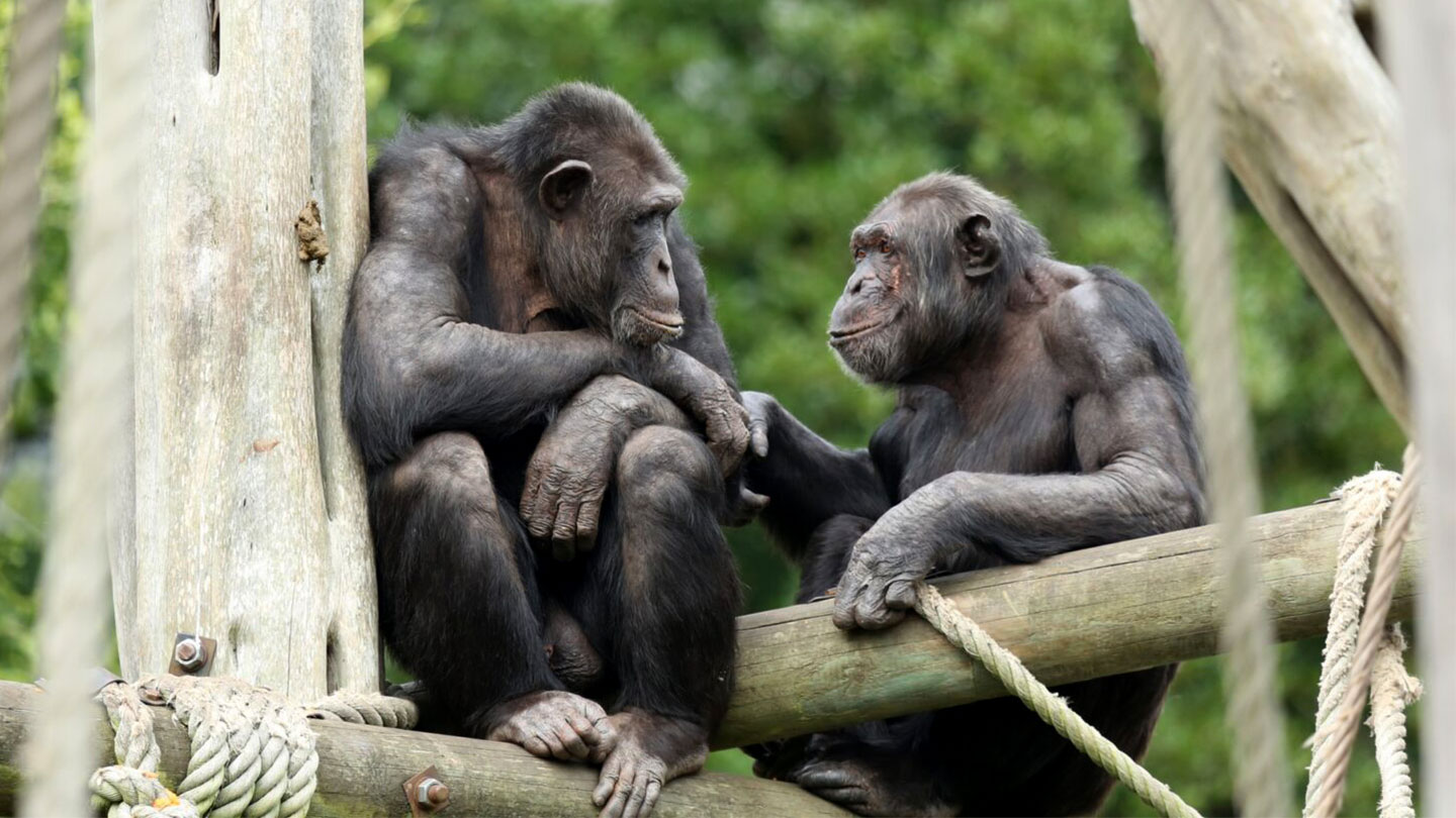 A bonobo’s imaginary tea party hints that apes can pretend