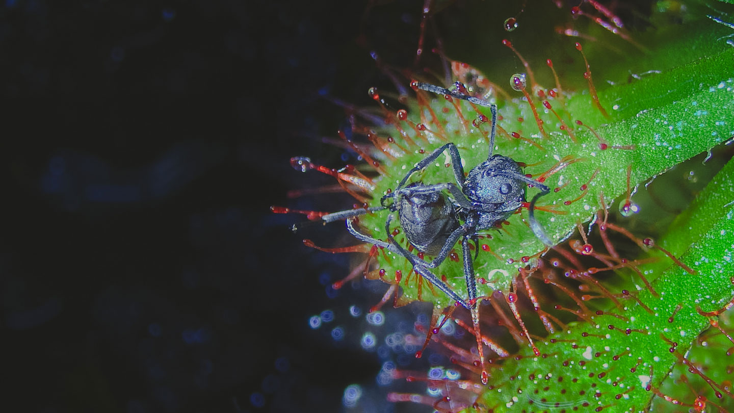 Insect-eating sundew plants digest faster with a fungal friend