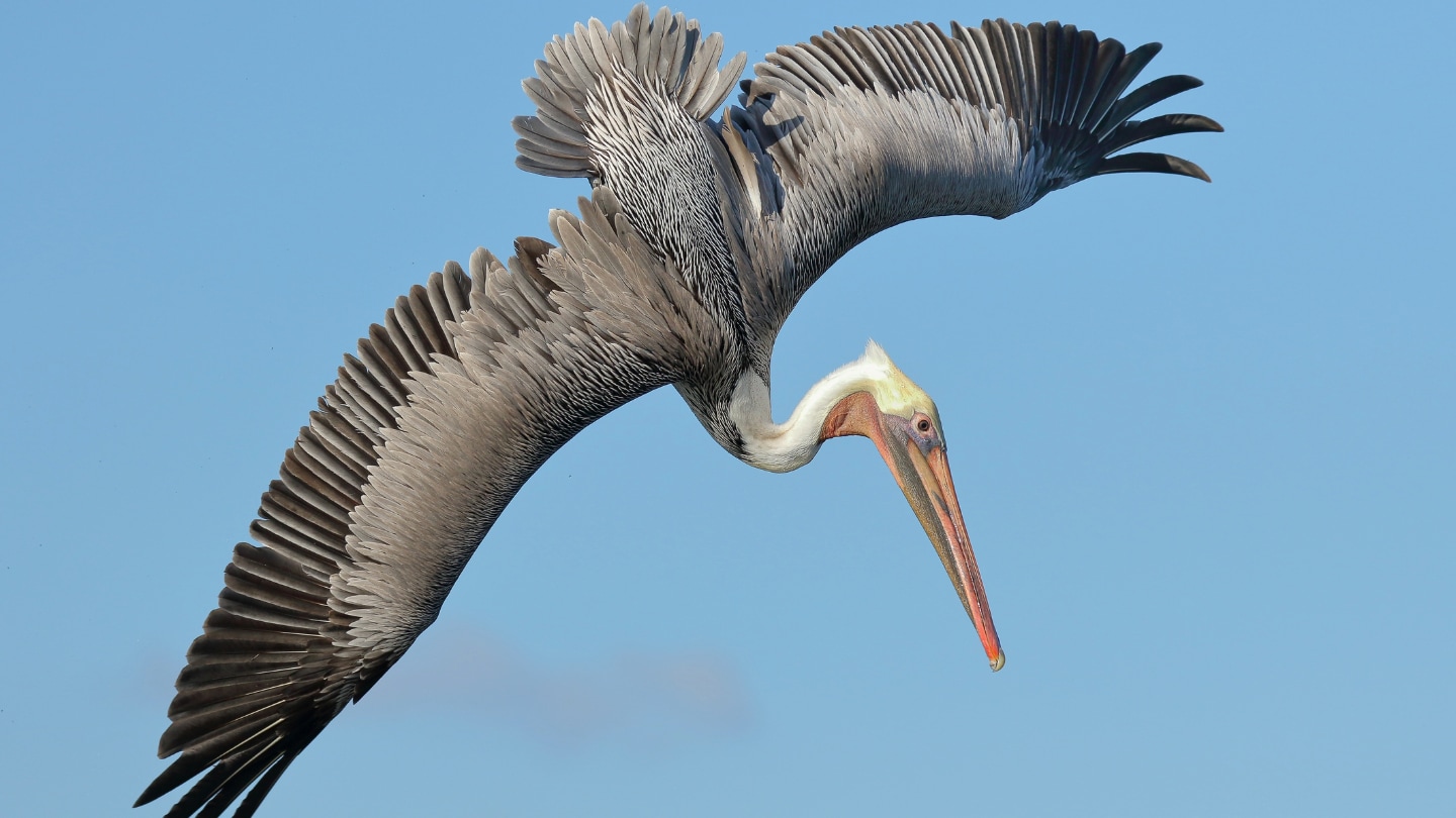 Bird-inspired airplane wings could boost flight performance