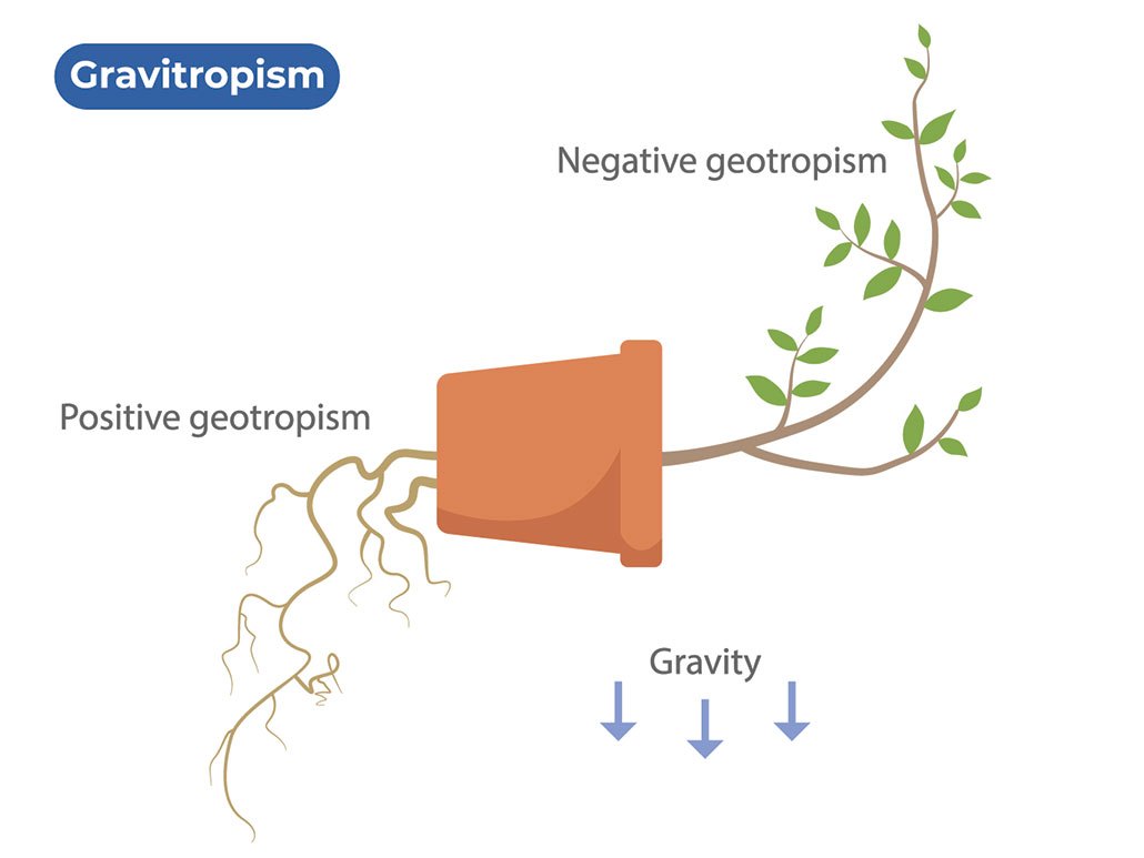 How a plant grows from a seed