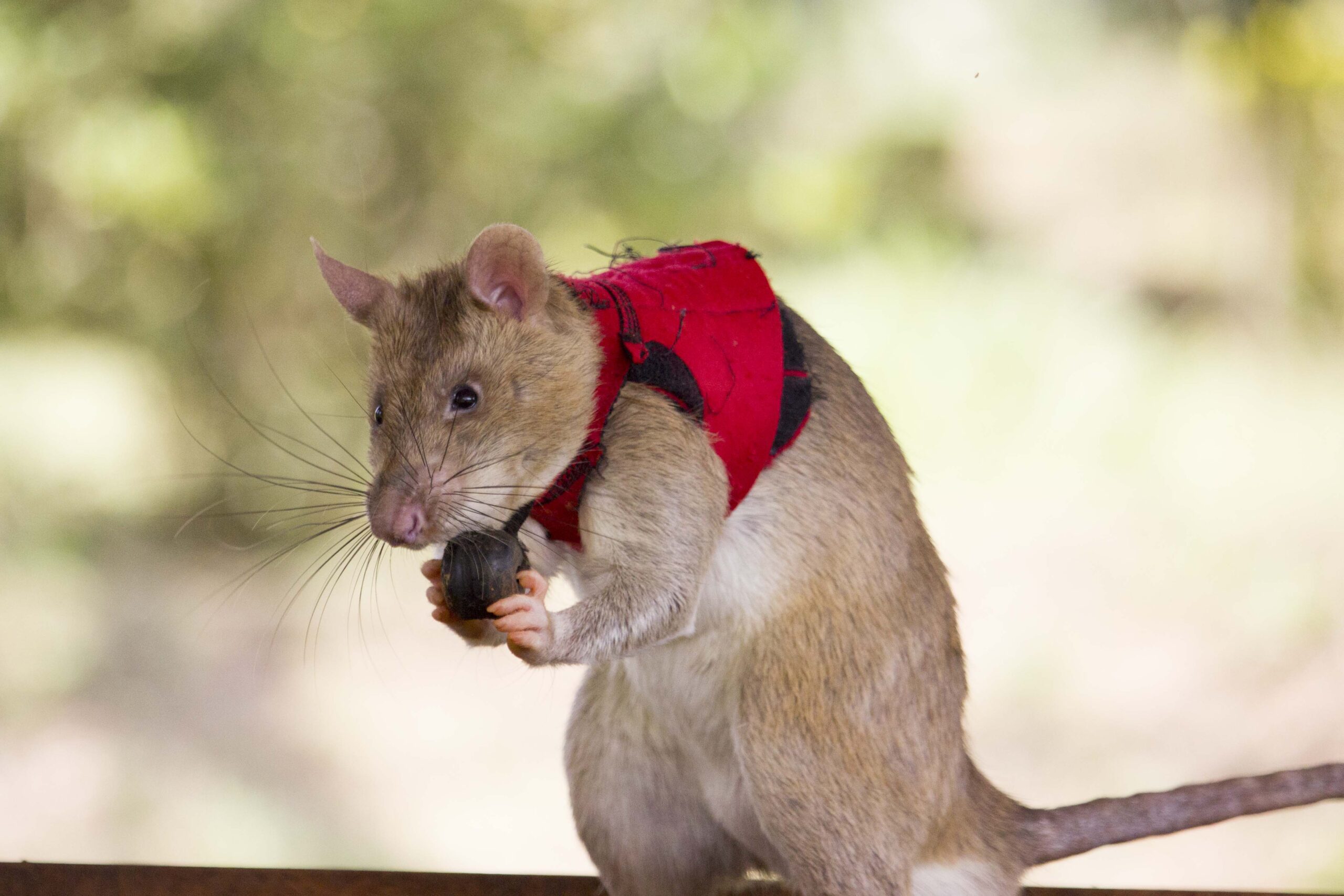 Giant rat border agents could help put a stop to wildlife poaching
