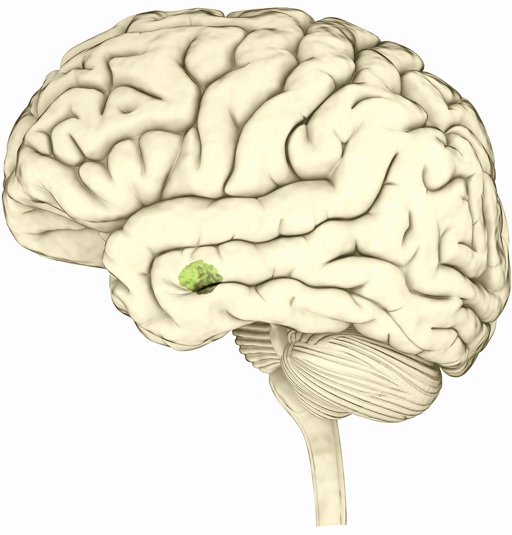 Our brains might help explain political differences