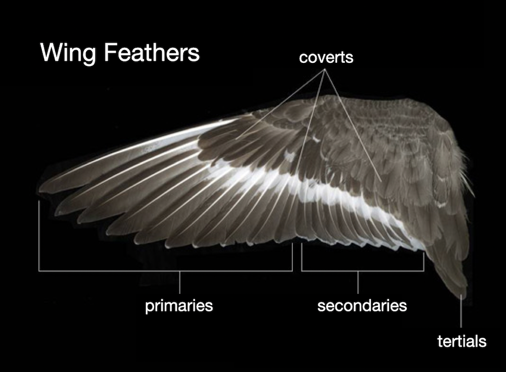 Bird-inspired airplane wings could boost flight performance