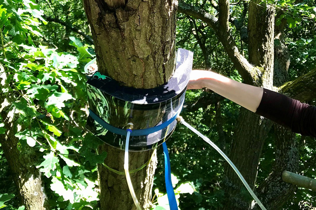 Trees may be even bigger climate heroes than we thought