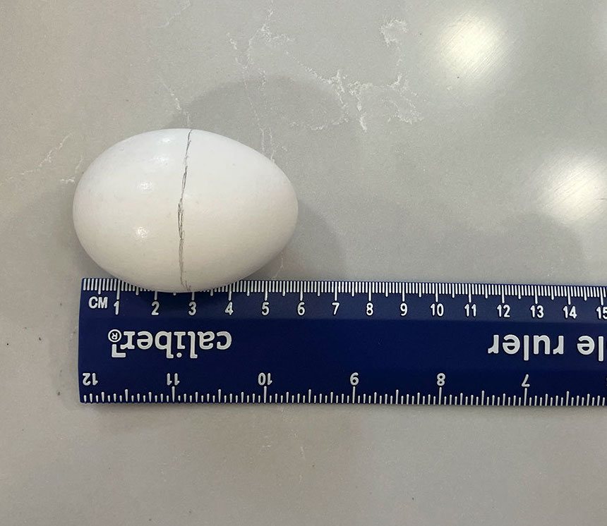 Experiment: The surprising strength of eggshells
