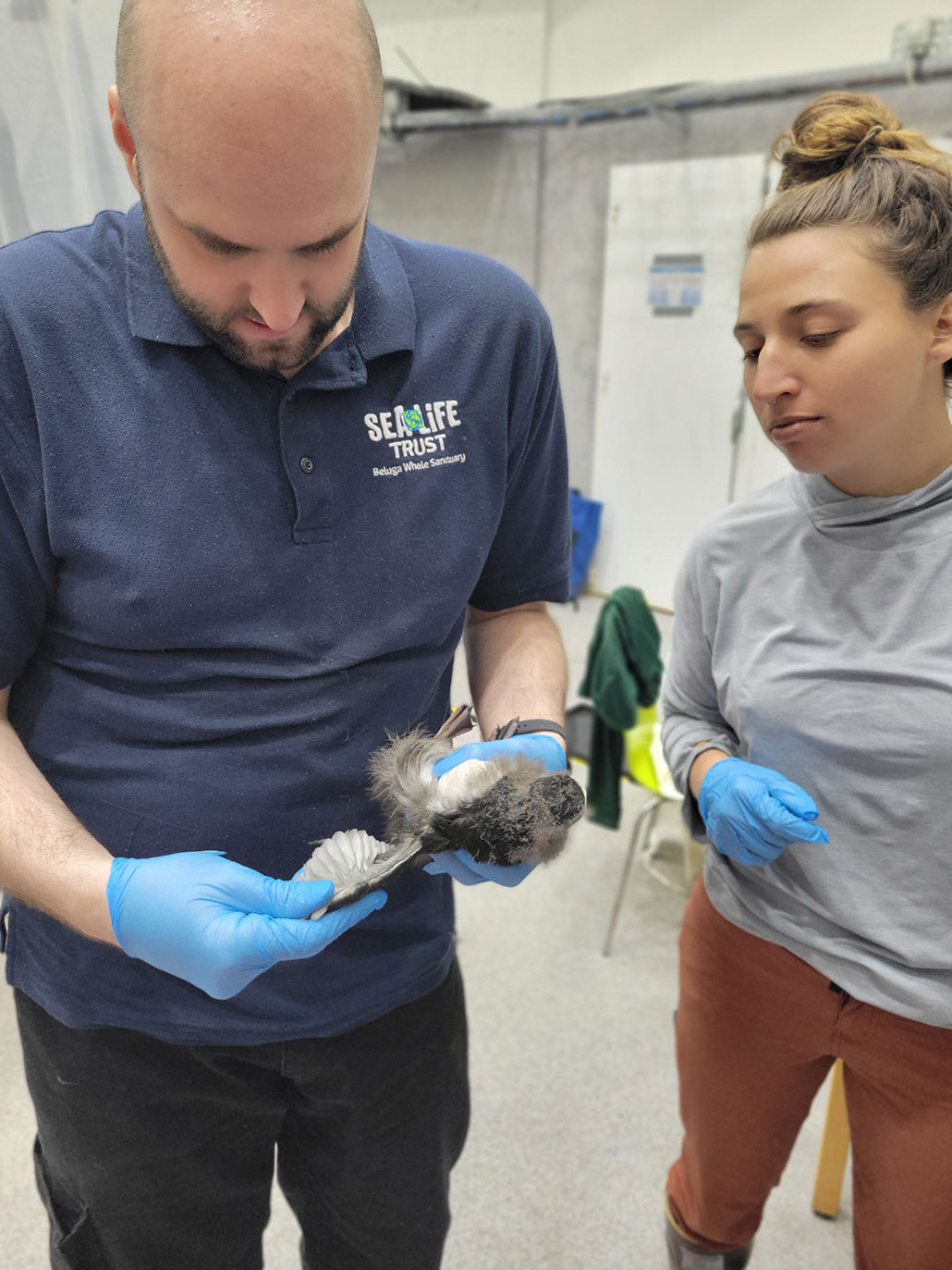 Wayward baby puffins get help from a community-led Puffling Patrol