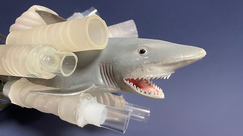 Shark intestines inspire pipes with a strictly one-way flow