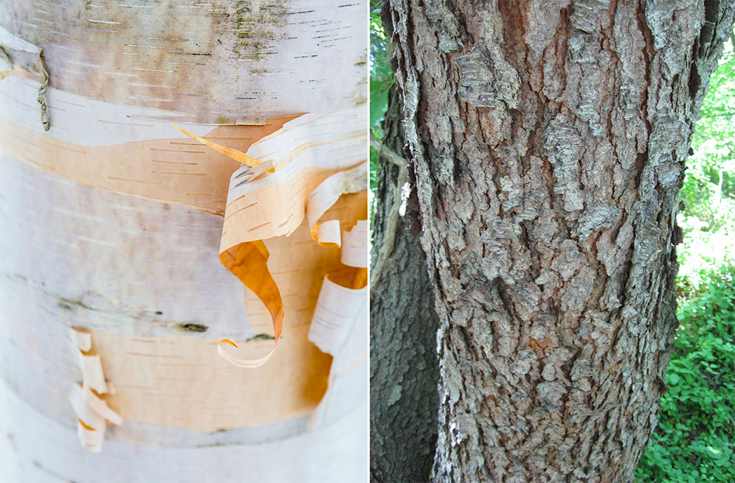 How to identify tree species in the winter