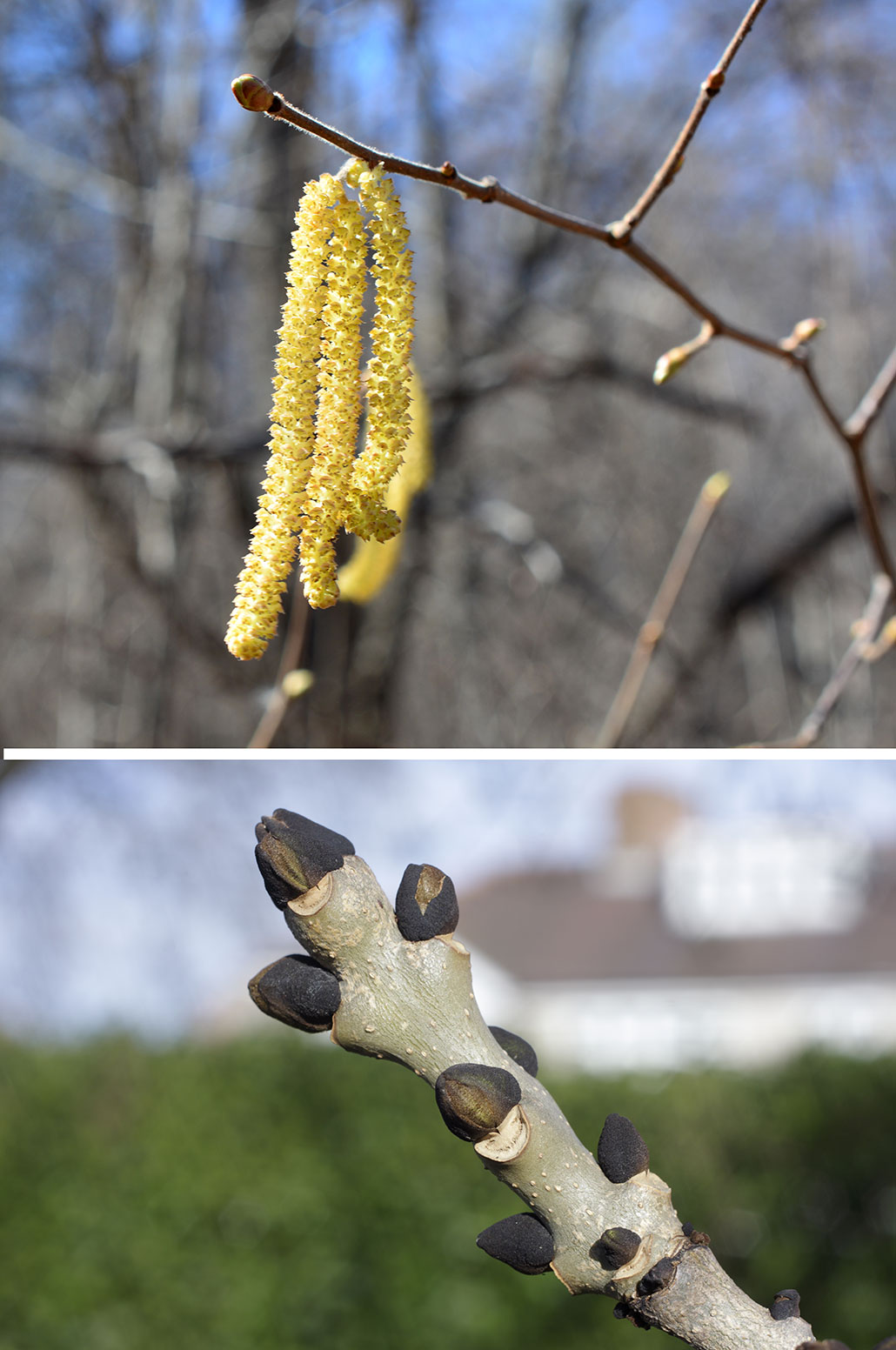 How to identify tree species in the winter
