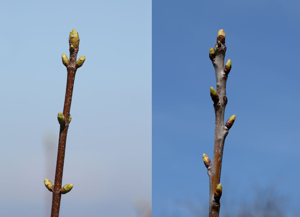 How to identify tree species in the winter