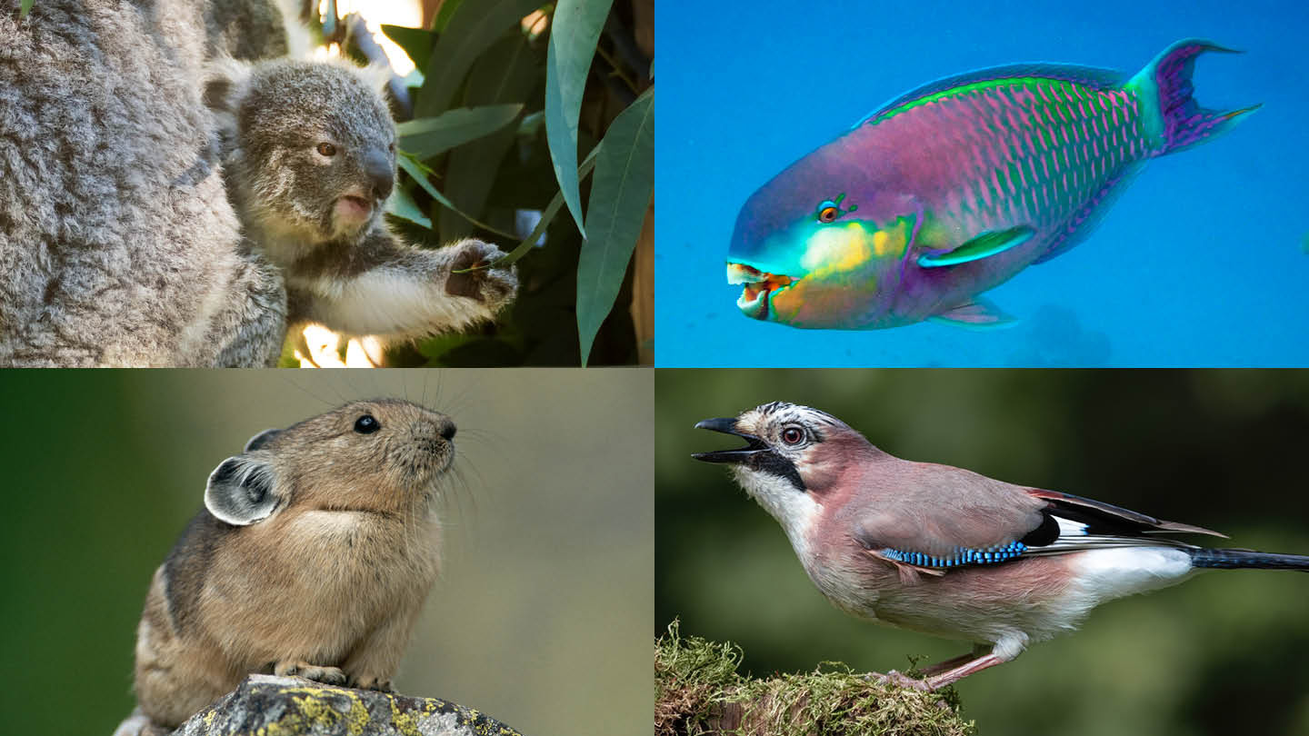 Eating poop is surprisingly common among animals