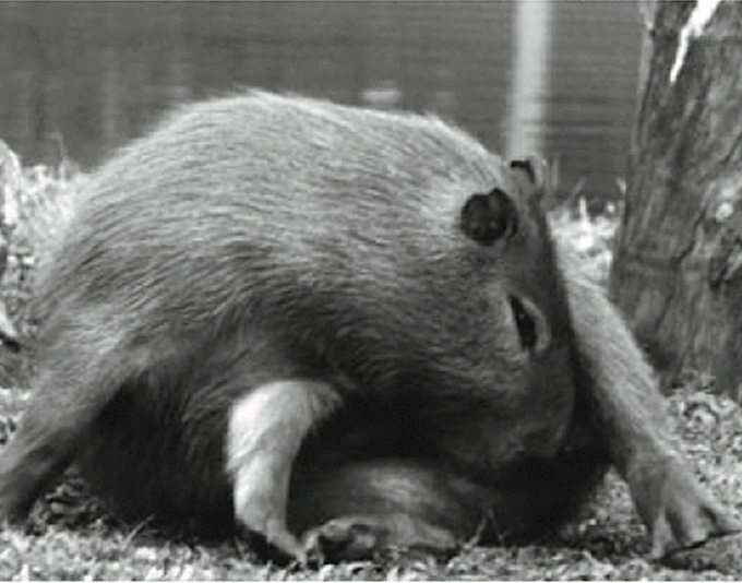 Eating poop is surprisingly common among animals
