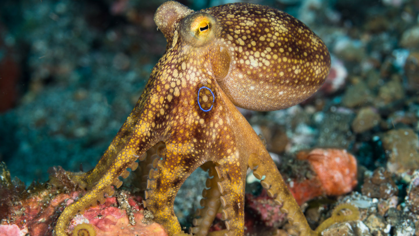 Let’s learn about octopuses