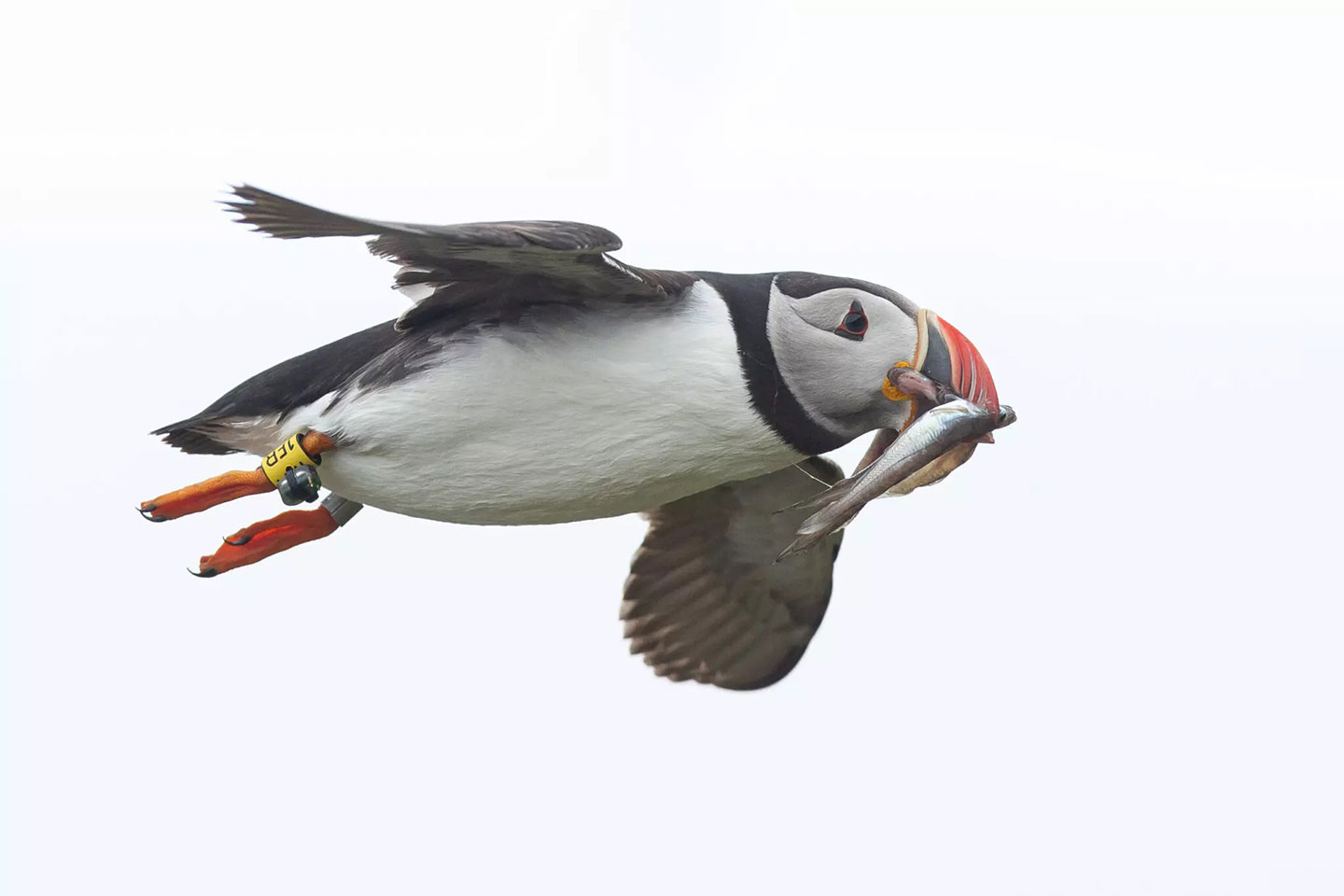 Wayward baby puffins get help from a community-led Puffling Patrol