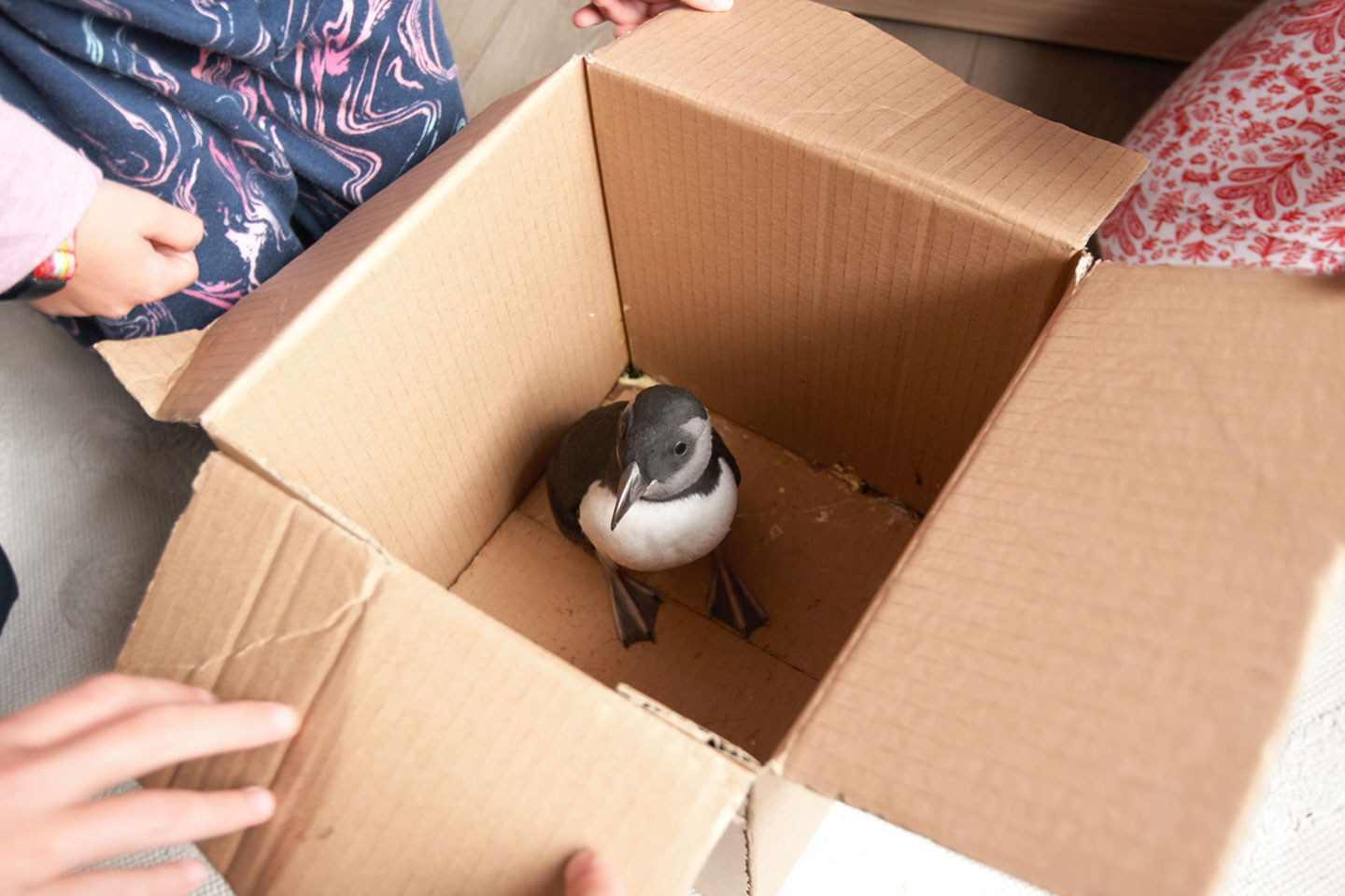 Wayward baby puffins get help from a community-led Puffling Patrol