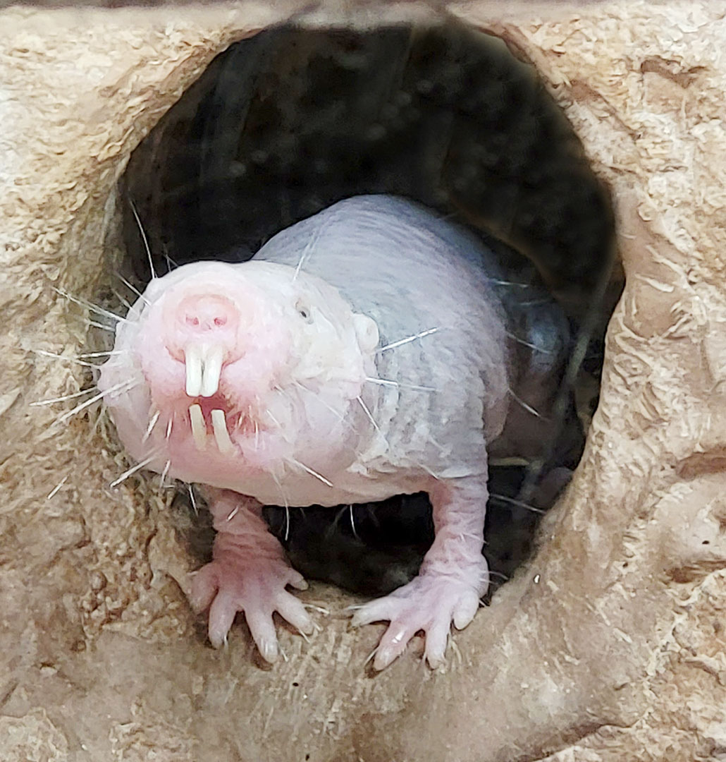 Meet the animals with the longest lifespans