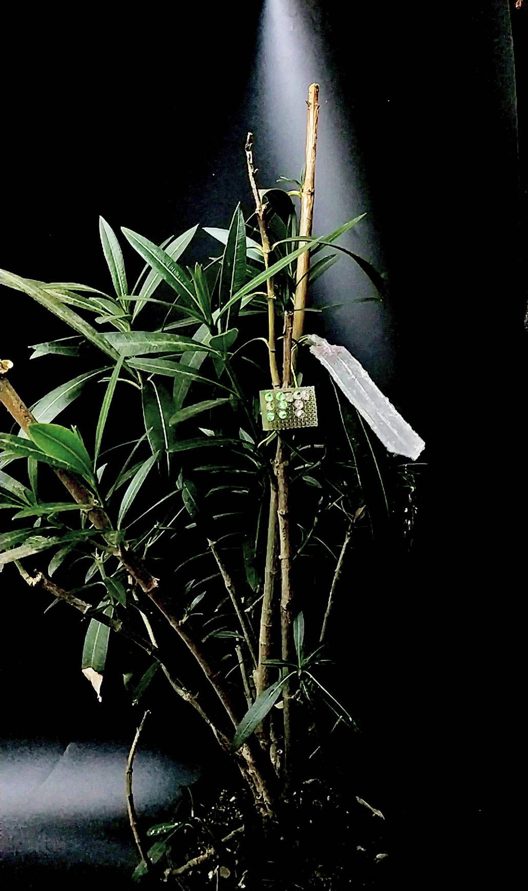 Plant and fungi parts level up biohybrid robots