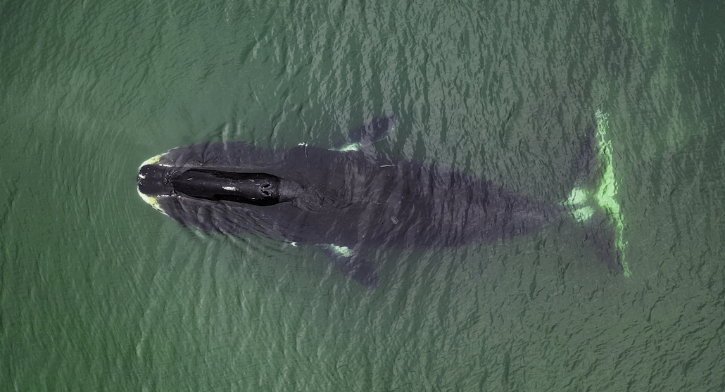A changing Arctic current seems to be impacting bowhead whales