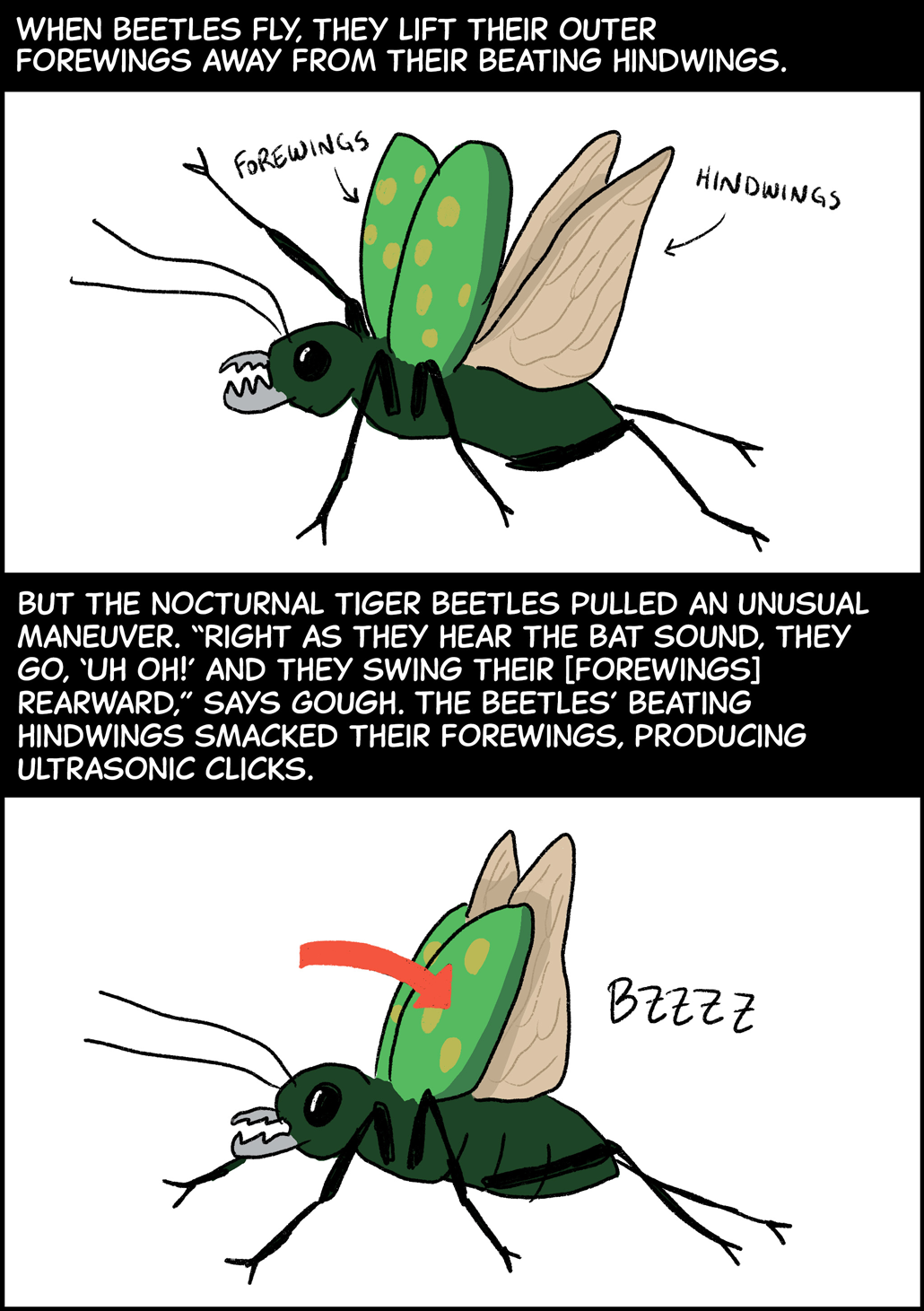 Tiger beetles weaponize sound to ward off bat predators