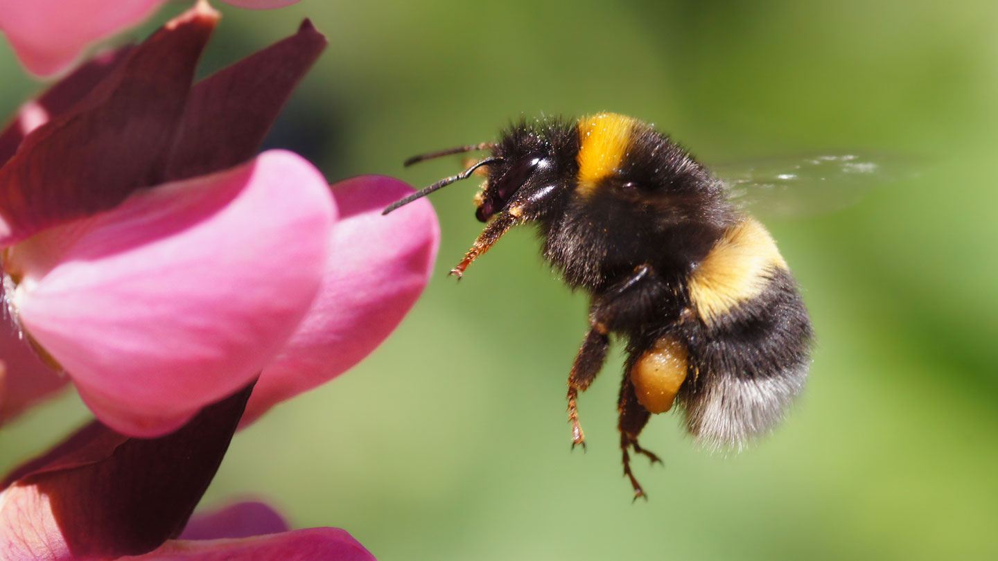 Let’s learn about bumblebees