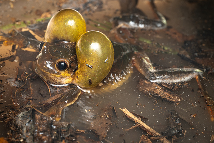 Frogs evolved a wide variety of vocal sacs to amplify their ribbits