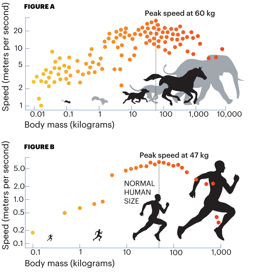 Analyze This: Why the fastest creatures are neither tiny or huge