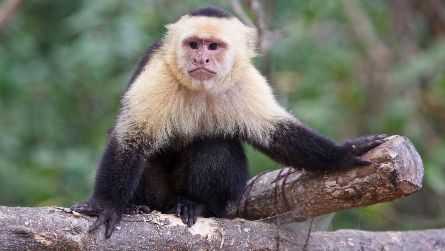 Young capuchins are kidnapping baby howler monkeys