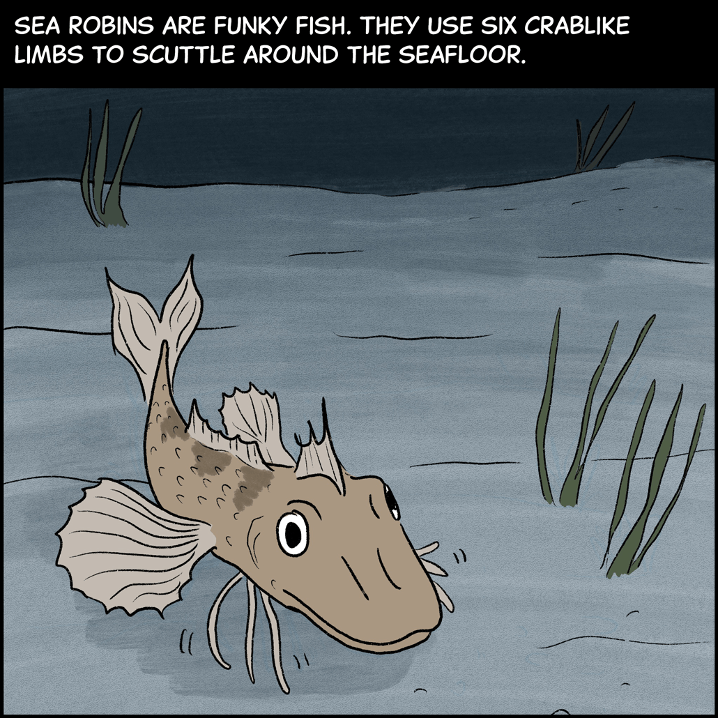 This sea robin is a fish that can taste with its legs