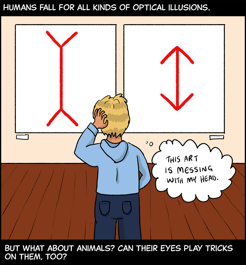 Optical illusions trick sheep, llamas and goats, too