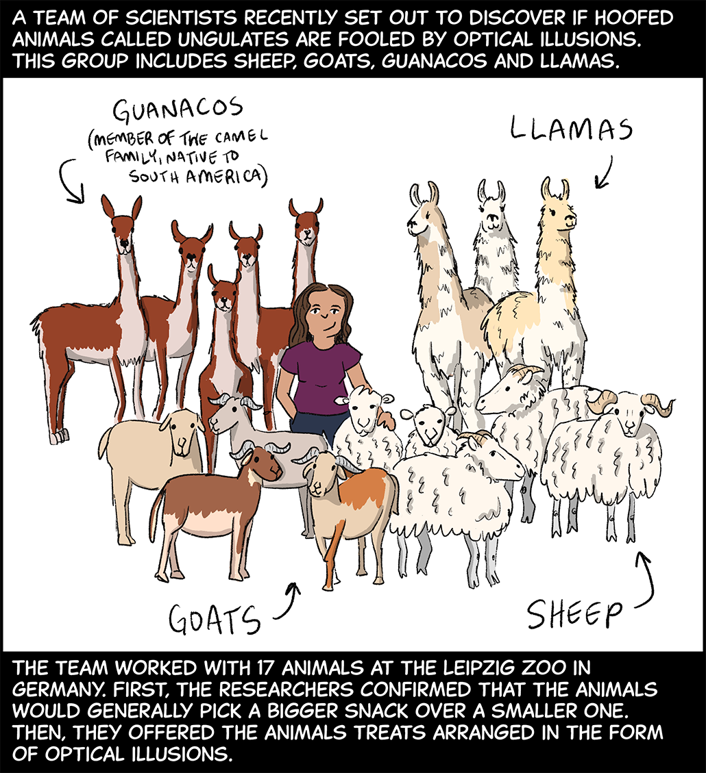 Optical illusions trick sheep, llamas and goats, too
