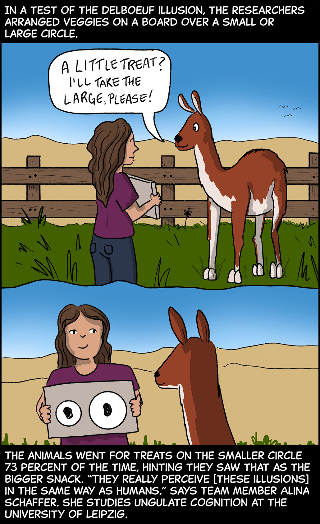 Optical illusions trick sheep, llamas and goats, too