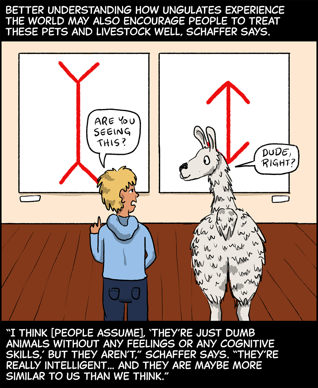 Optical illusions trick sheep, llamas and goats, too