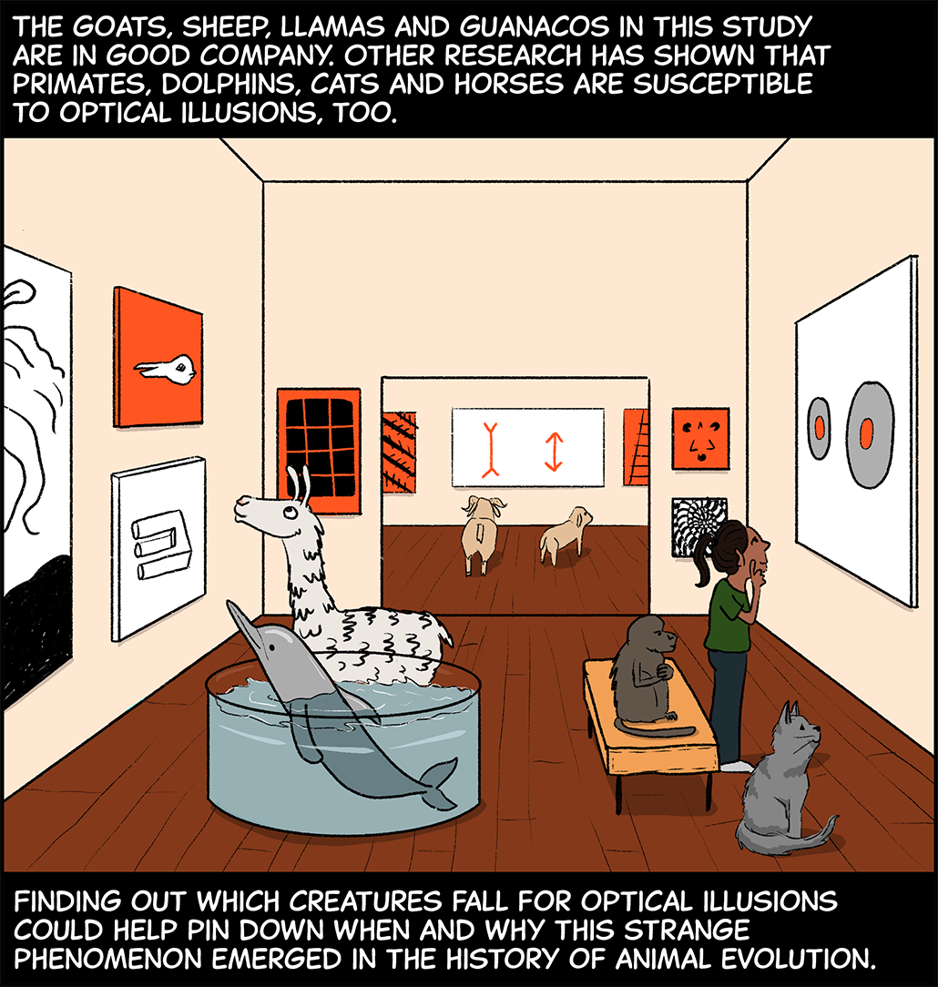 Optical illusions trick sheep, llamas and goats, too