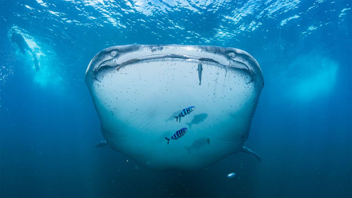 Save the sharks to save the ocean