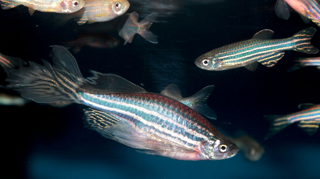 These fish yawn — and it’s contagious