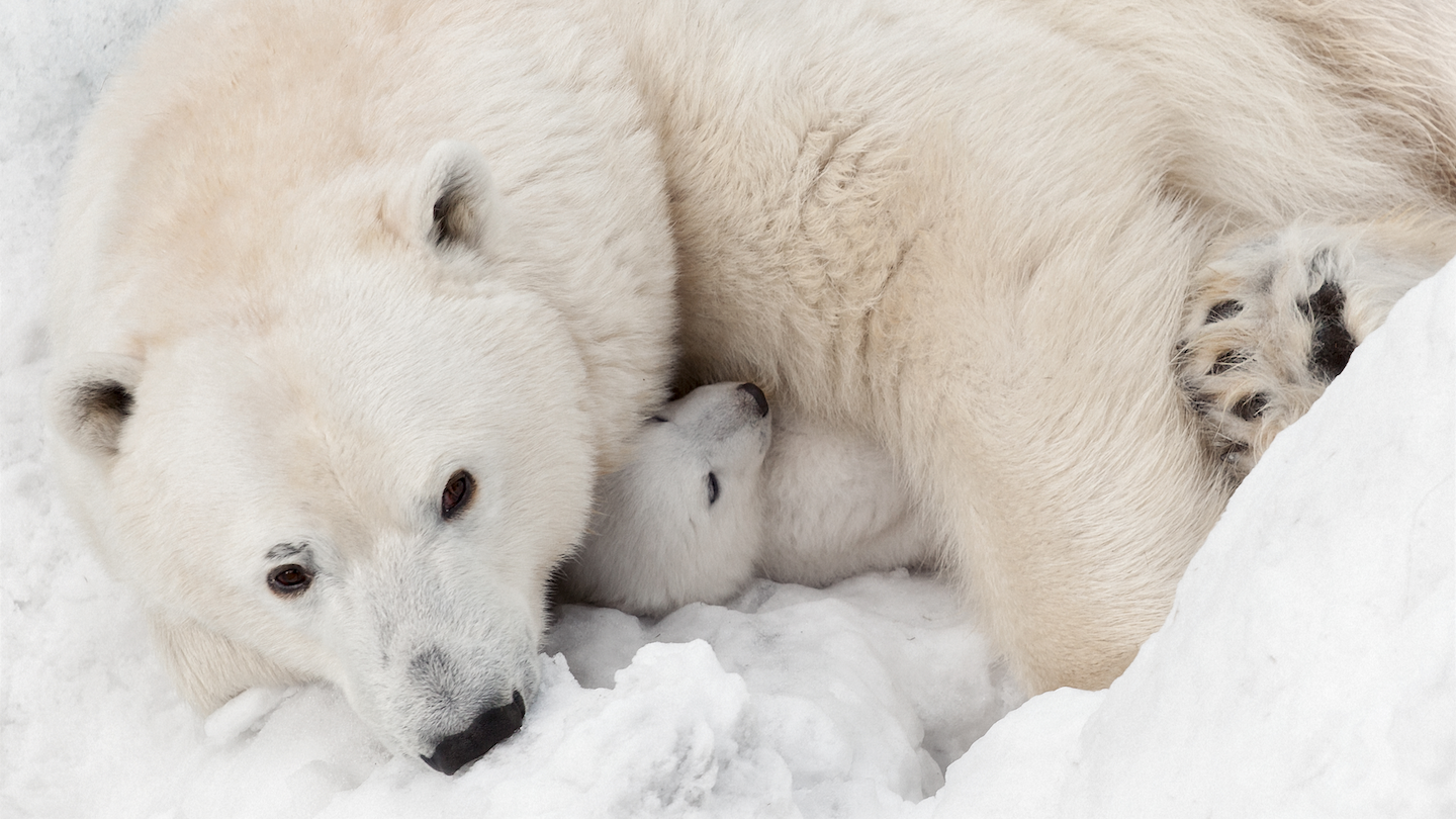 Scientists Say: Lipid