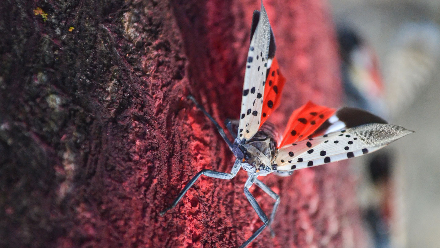 Quashing the spotted lanternfly may require help from other species