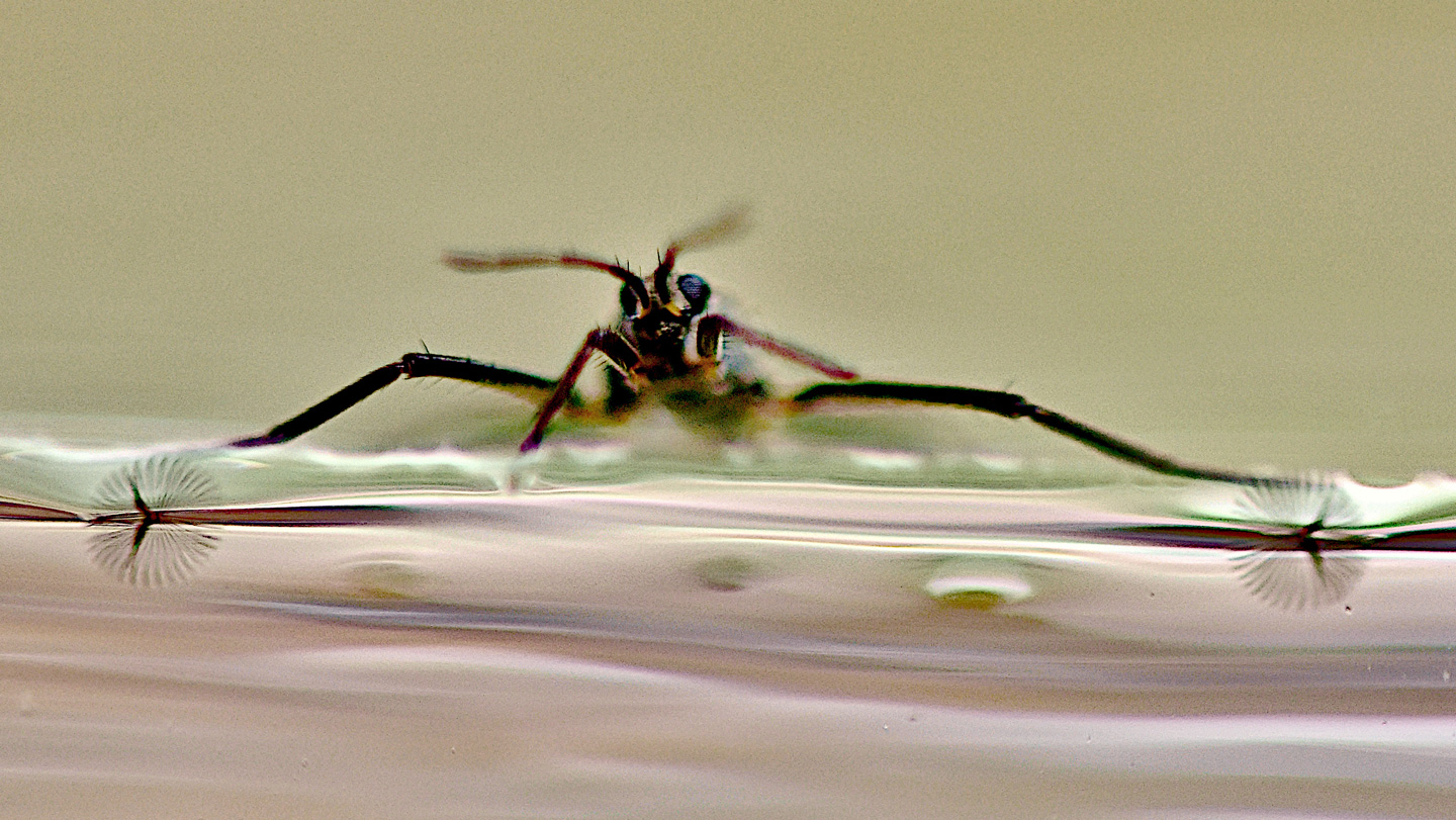 Ripple Bugs Frilly Feet Inspired A Water Striding Robot