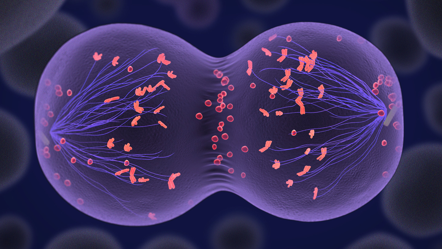 Scientists created human egg cells from skin cells