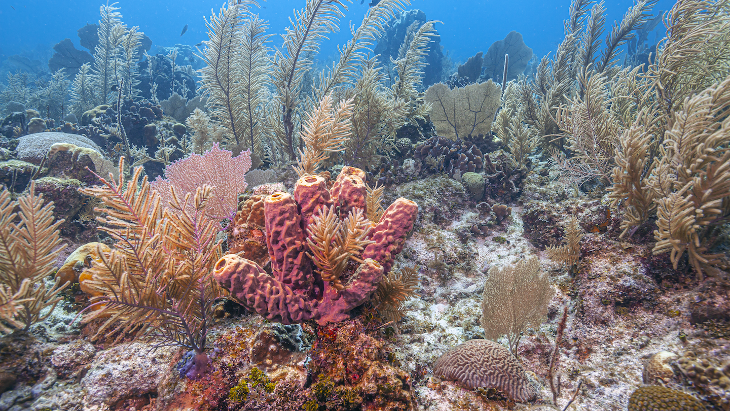 Scientists Say: Benthic