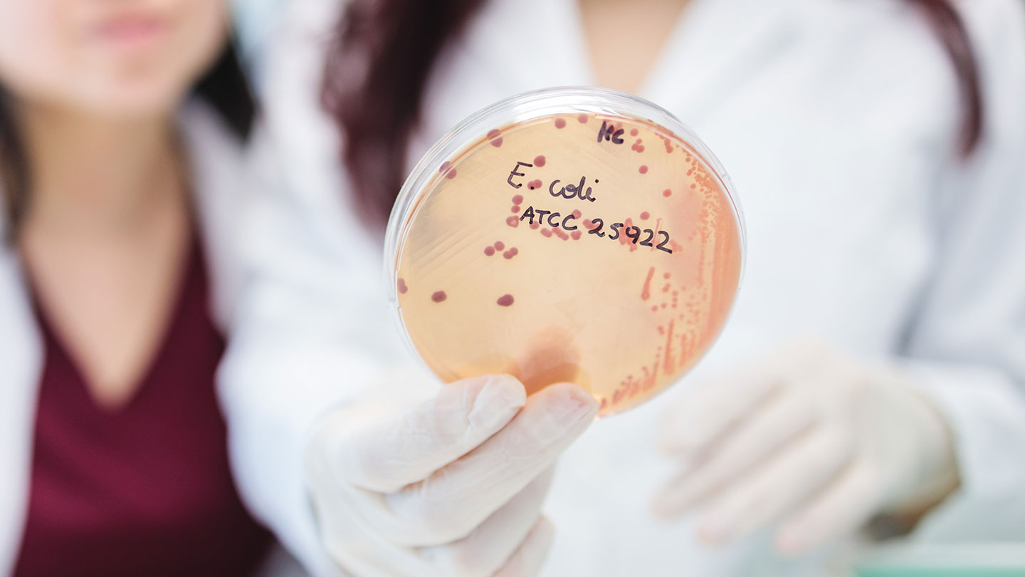 Thank microbes for chocolate’s tasty flavors